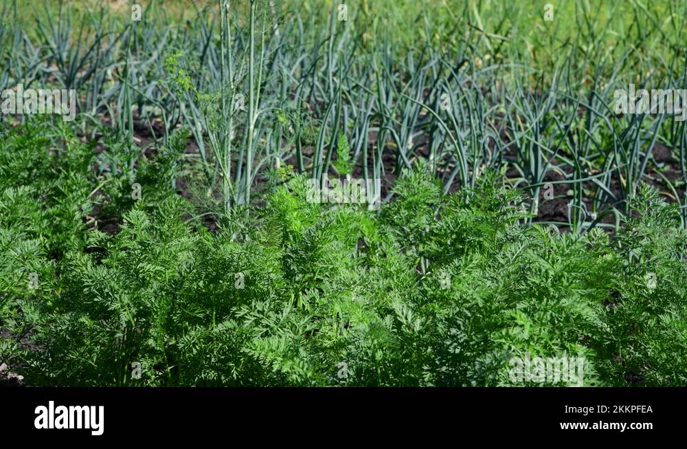 Vegetable tops Stock Videos & Footage - HD and 4K Video Clips - Alamy