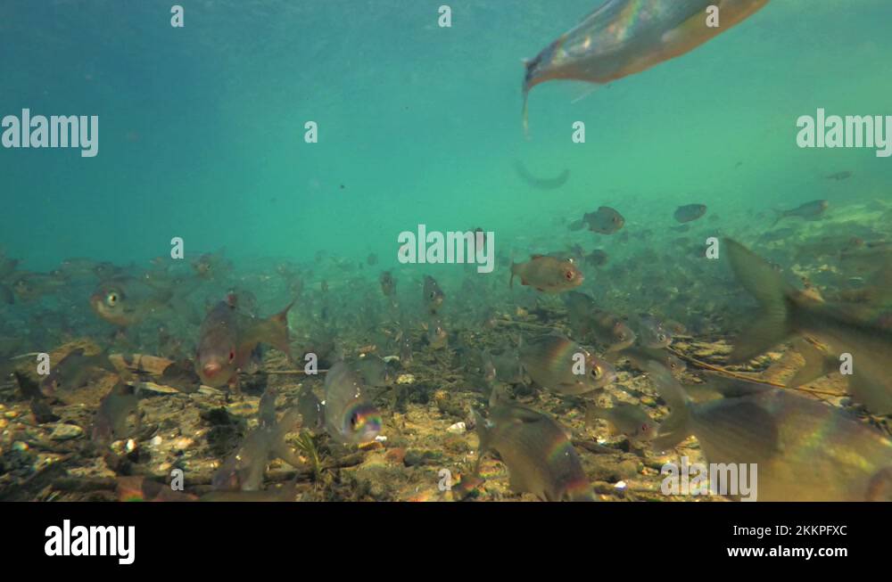 Frontal section view Stock Videos & Footage - HD and 4K Video Clips - Alamy