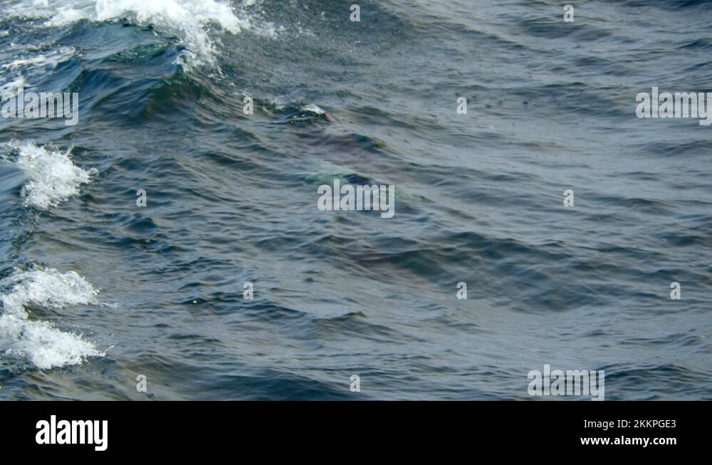 High dolphin Stock Videos & Footage - HD and 4K Video Clips - Alamy