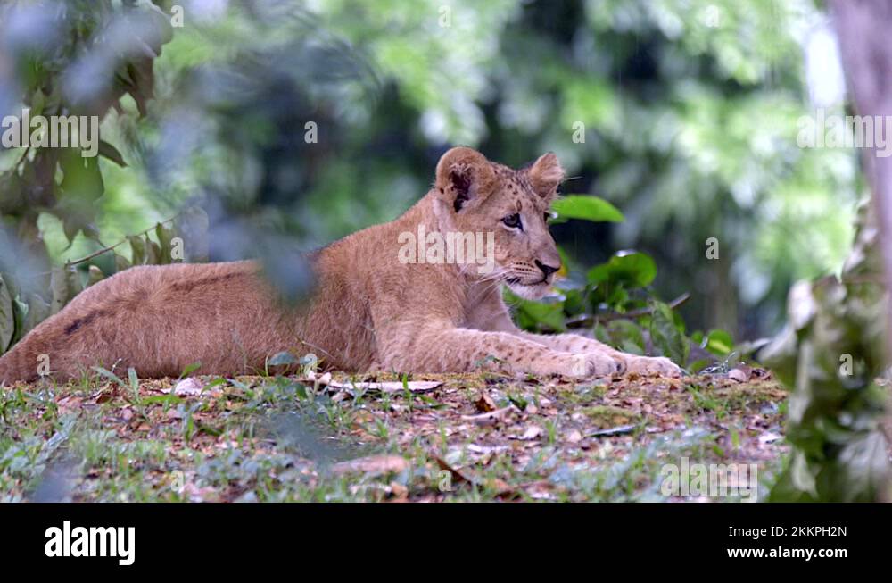 Lion Cub Lying Beside Tree On A Rainy Day In Forest. - close up, static ...
