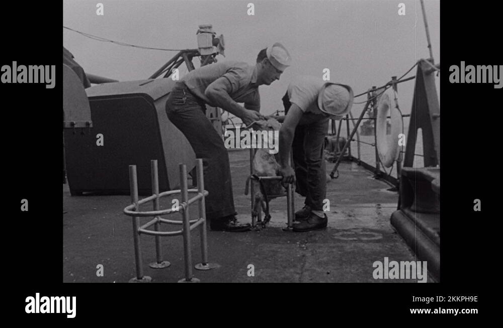 1940s Bikini Atoll: Ship. Men fit sheep into holding frame. Men move ...