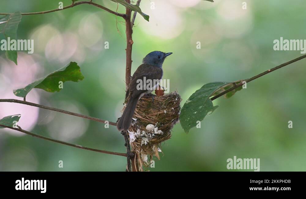 Black-naped Monarch, Hypothymis azurea, Kaeng Krachan National Park ...
