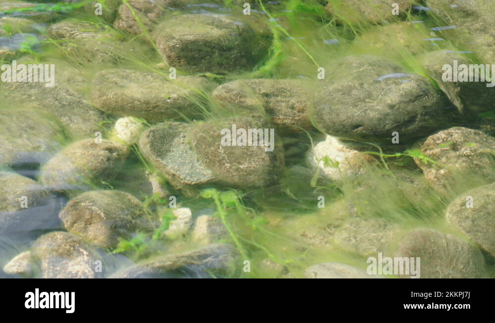Underwater Green Algae In Bloom, Swaying With Clear Flowing River Water ...