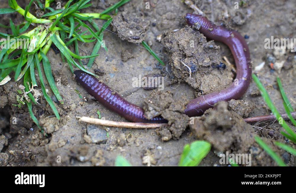 Earth worms and rain Stock Videos & Footage - HD and 4K Video Clips - Alamy