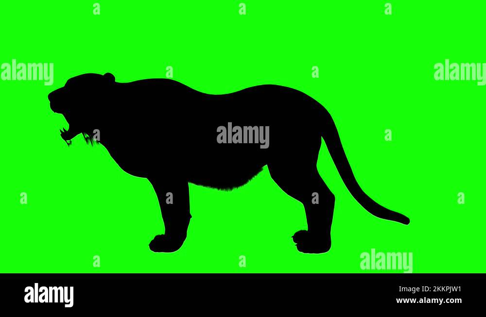 Silhouette of a tiger howl, on green screen, side view. Animal ...