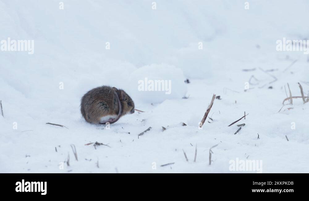 Adorable snow mouse Stock Videos & Footage - HD and 4K Video Clips - Alamy