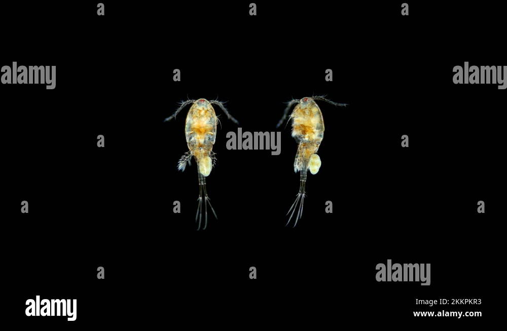 Crustacea Copepoda under the microscope, Cyclopidae Family, Hexanauplia ...
