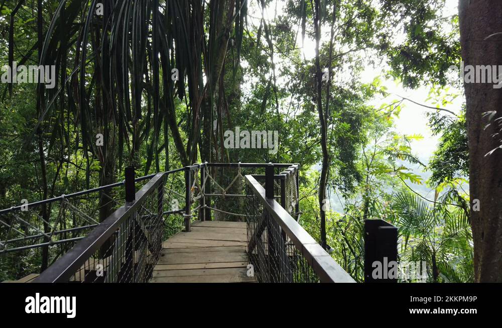 Rainforest trek bridge Stock Videos & Footage - HD and 4K Video Clips ...
