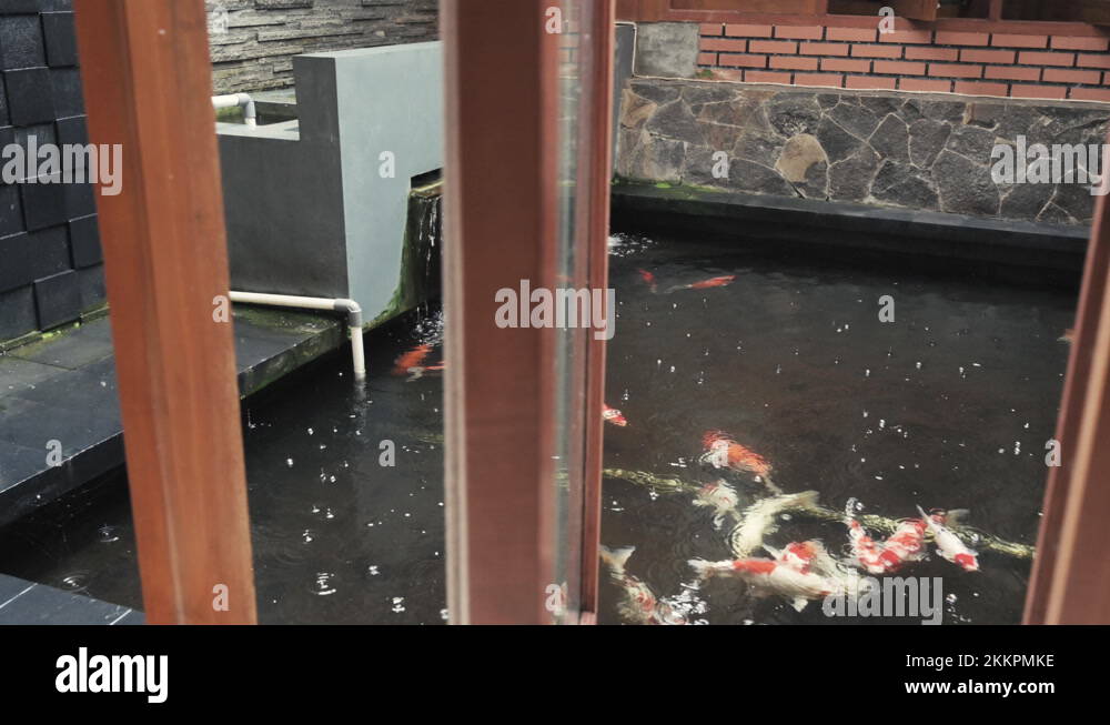 Trucking shot of koi fish pond behind wooden window frame Stock Video ...