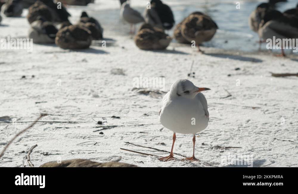 Seagull look Stock Videos & Footage - HD and 4K Video Clips - Alamy