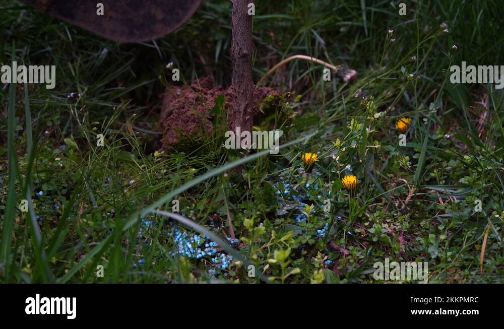 Working and fertilizing the land on orchards by digging soil with ...