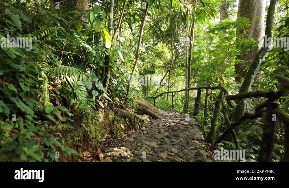 Tropical rainforest landscape and trail Stock Videos & Footage - HD and ...