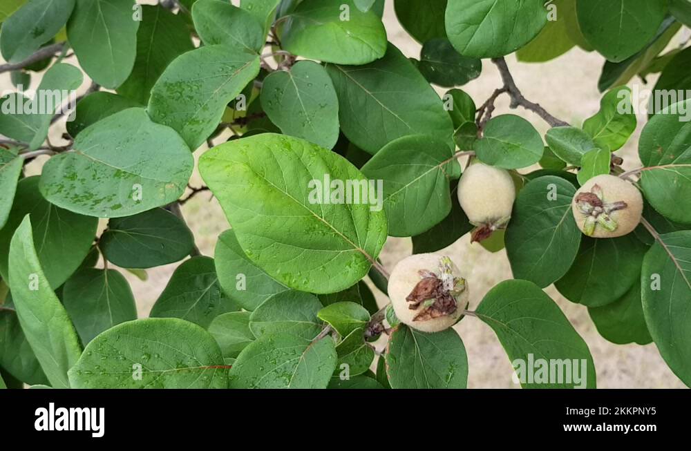 Wet apple tree leaves Stock Videos & Footage - HD and 4K Video Clips ...