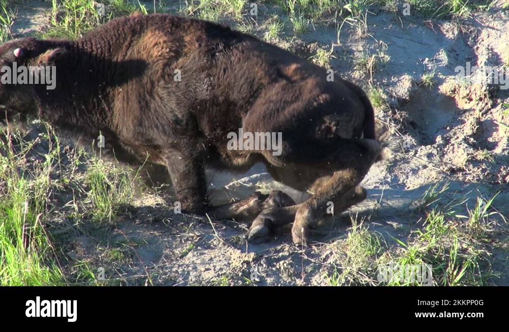 Cute Bison calf with tiny horns gets up from nap for a big stretch ...