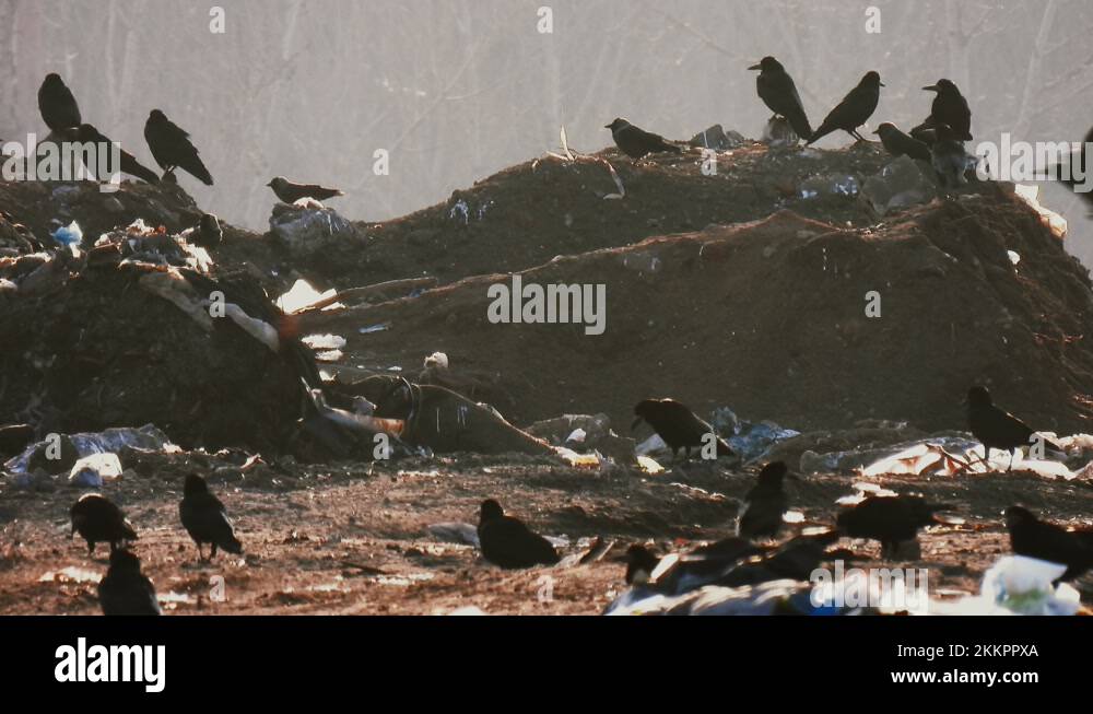 A flock of crows in the garbage. Dump background 4K. Unsorted trash ...