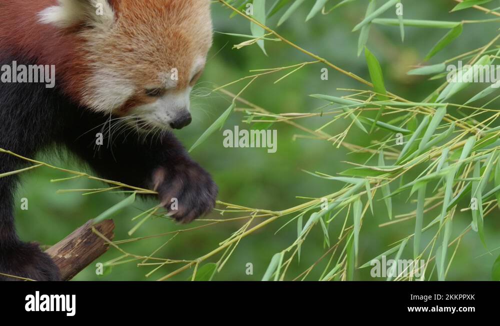 Animal foraging Stock Videos & Footage - HD and 4K Video Clips - Alamy