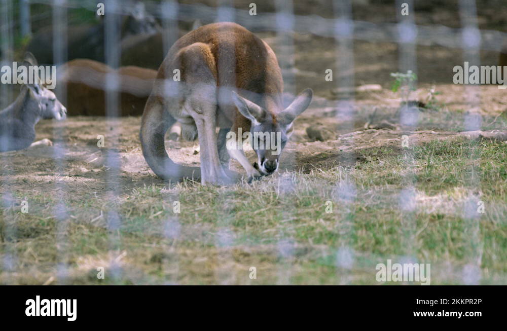 Nurture native wildlife Stock Videos & Footage - HD and 4K Video Clips ...
