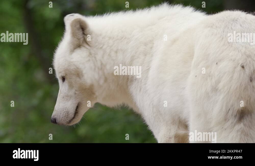 White arctic wolf (Canis lupus arctos) annoyed by flies and mosquito ...