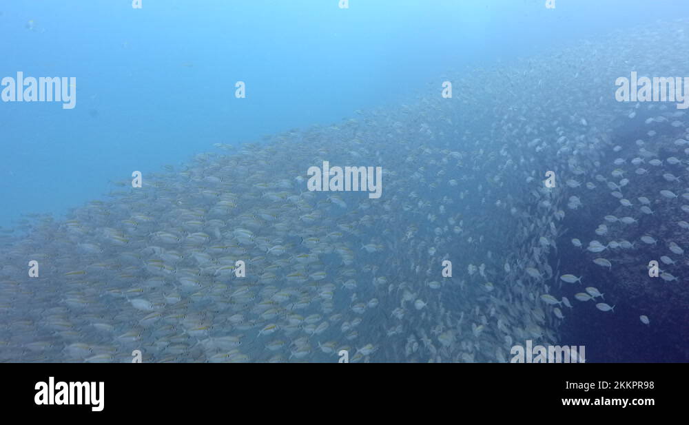 Massive school of mackerel scad swimming as cloud near rocks in deep ...