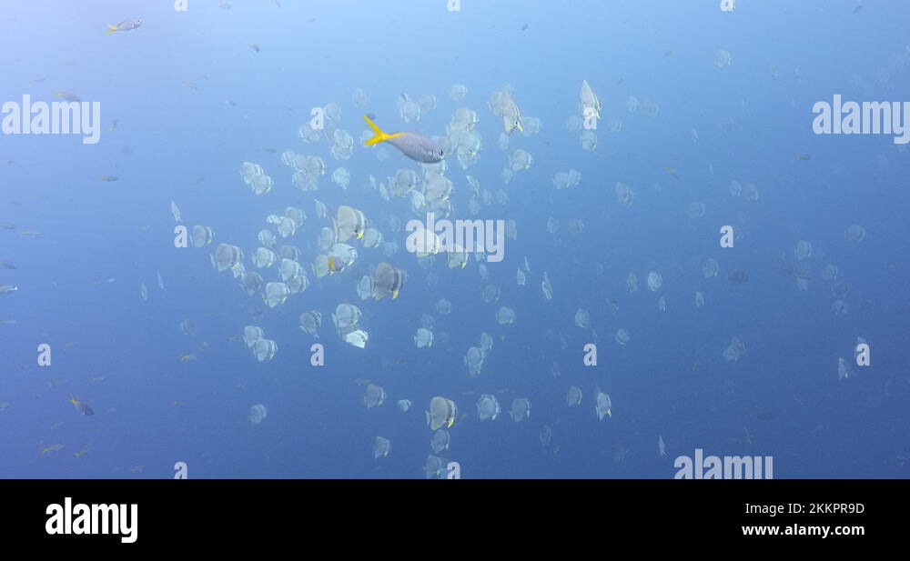 Sub groupofspadefish Stock Videos & Footage - HD and 4K Video Clips - Alamy