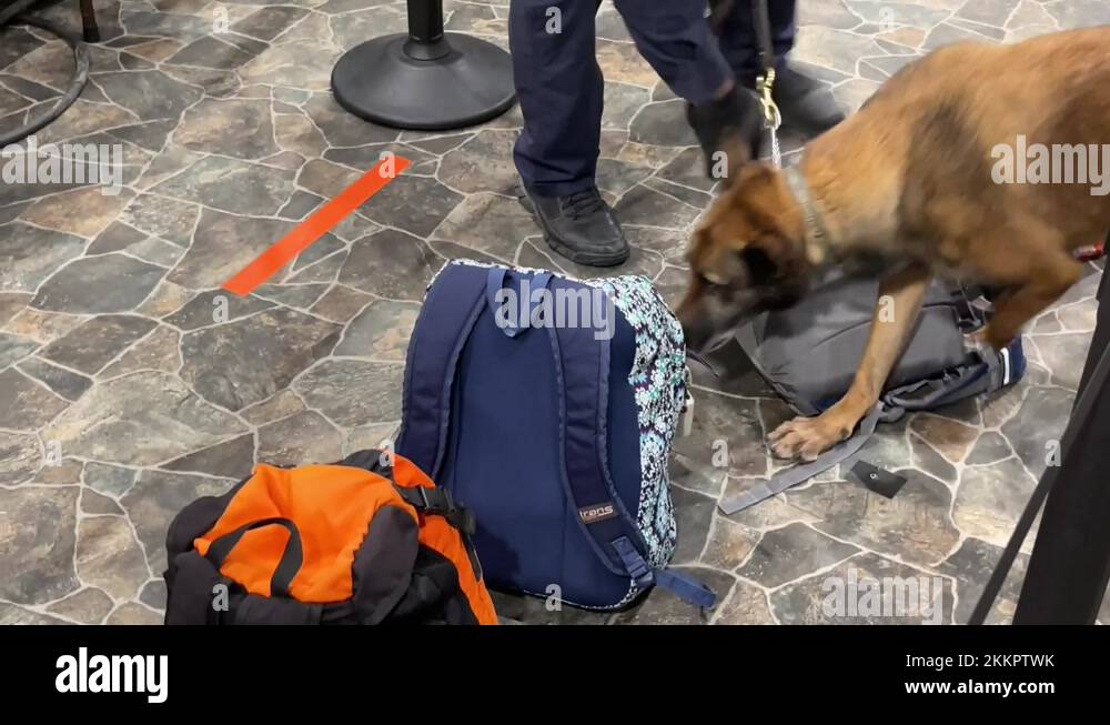 Customs and border protection Stock Videos & Footage - HD and 4K Video ...