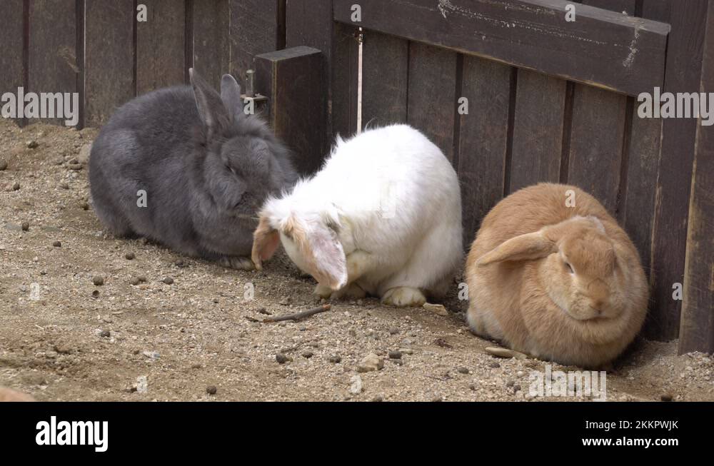 White rabbit grooming Stock Videos & Footage - HD and 4K Video Clips ...