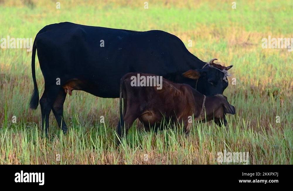 Mother cow licking its newborn baby calf, cleaning and taking care of ...