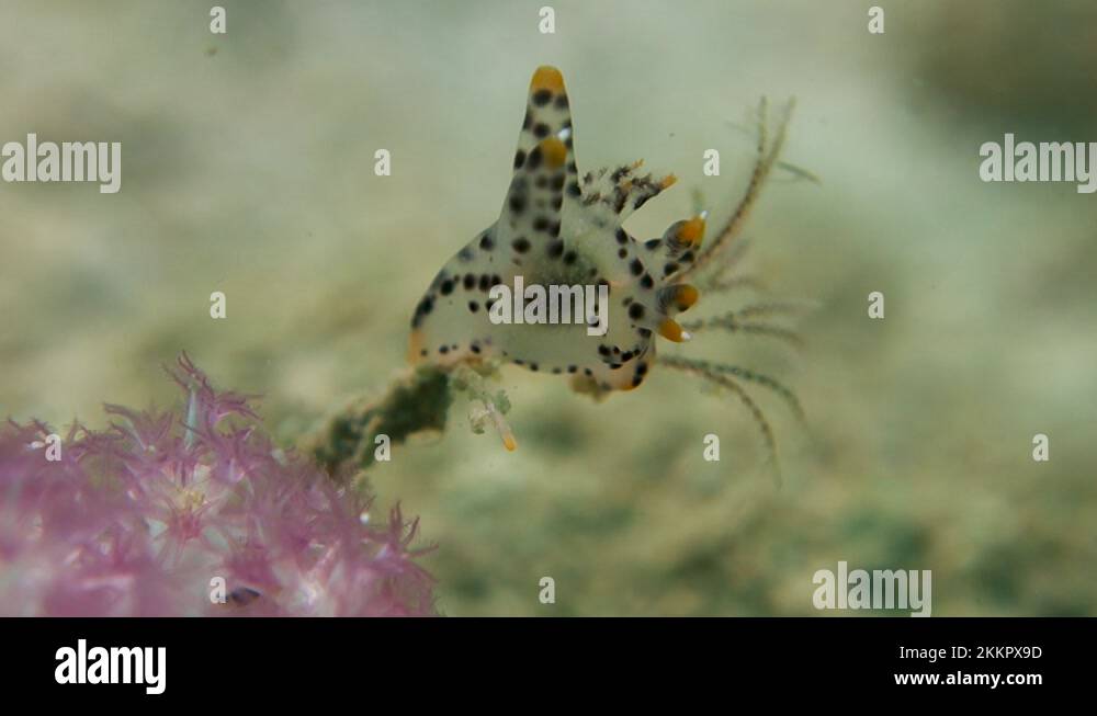 Water pokemon Stock Videos & Footage - HD and 4K Video Clips - Alamy