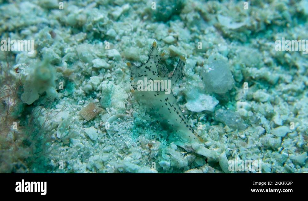 Spotted Pokemon Pikachu Sea Slug Nudibranch Sits Stuck to Ocean Floor ...