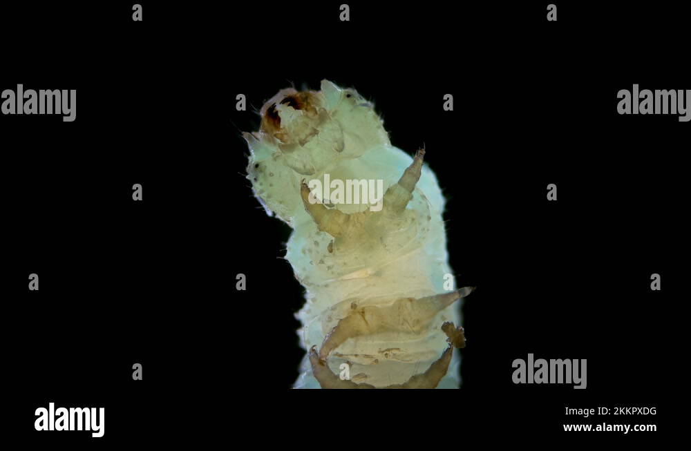 caterpillar Insecta Manduca sexta under the microscope, family ...