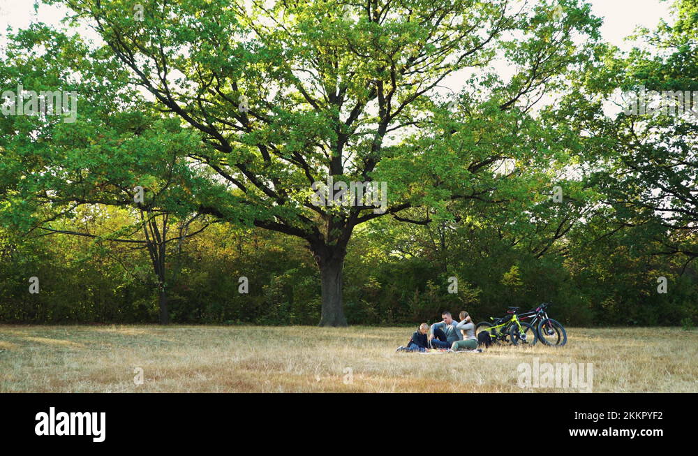 Oak family Stock Videos & Footage - HD and 4K Video Clips - Alamy