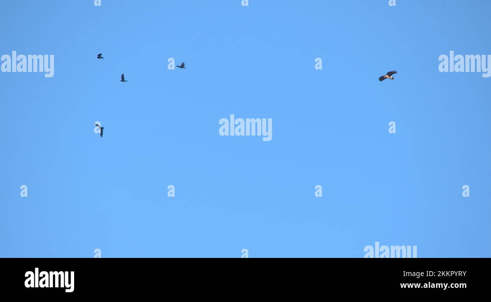 Raptor attack Stock Videos & Footage - HD and 4K Video Clips - Alamy