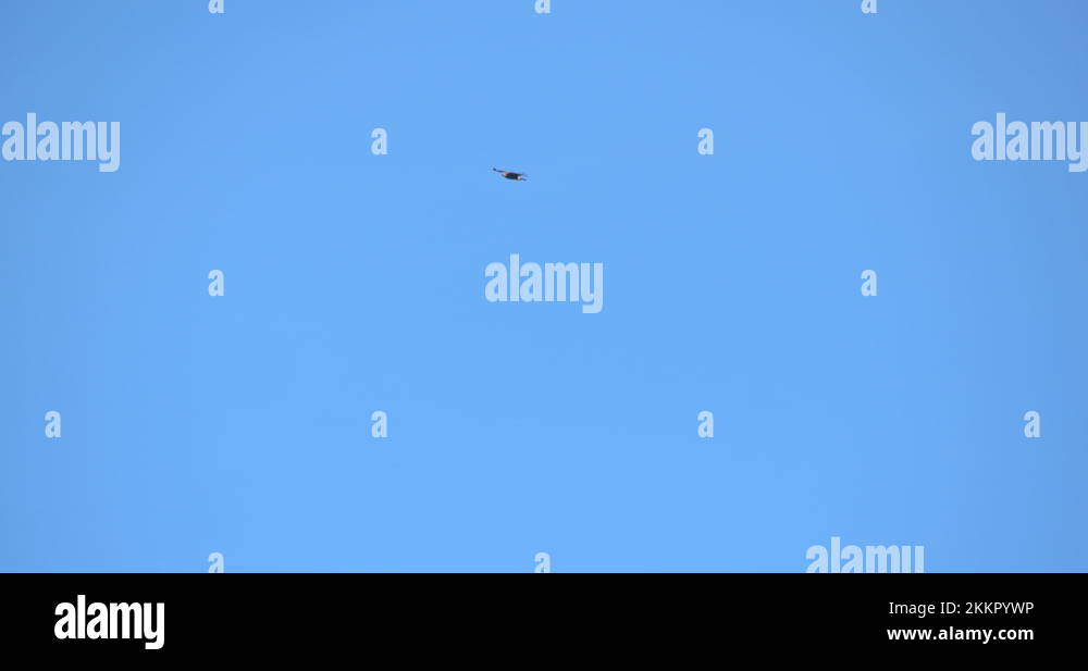 Raptor hawk Stock Videos & Footage - HD and 4K Video Clips - Alamy