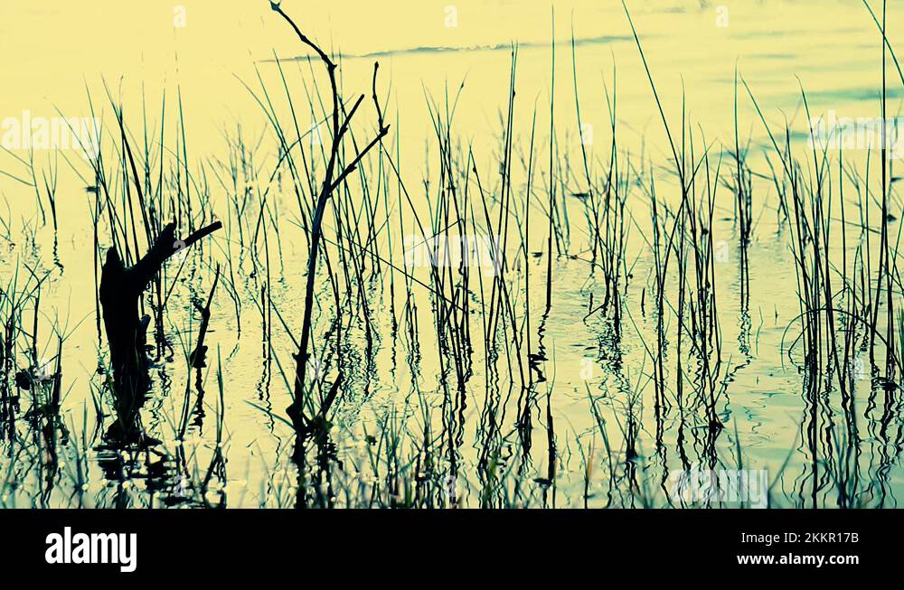 Cinematic scenery of silhouettes and reflection of grasses on a pond ...