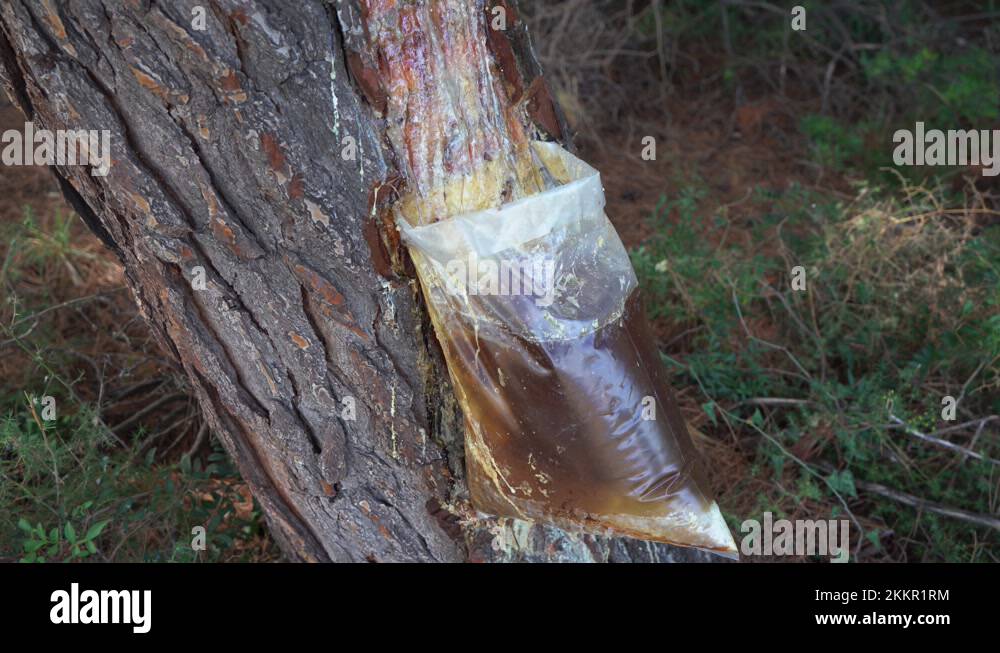 Wound wood tree Stock Videos & Footage - HD and 4K Video Clips - Alamy