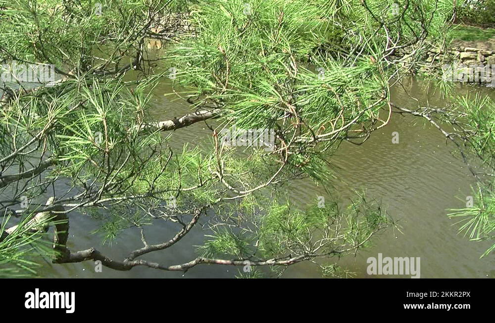 Weeping pine tree Stock Videos & Footage - HD and 4K Video Clips - Alamy