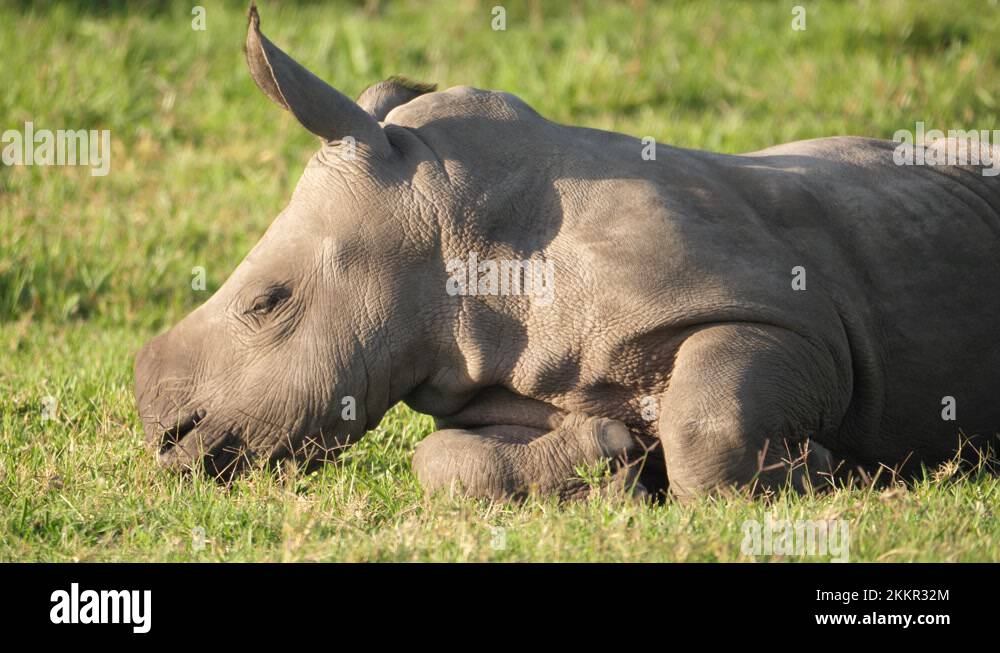 White rhino calf falling asleep on the grass of an African nature ...