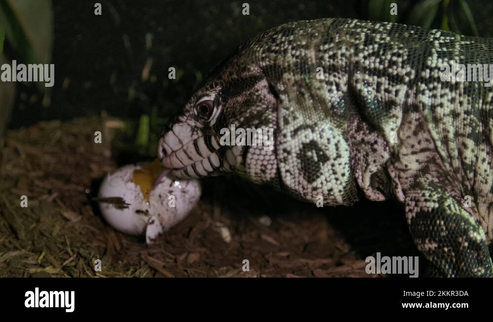 Tegu lizard Stock Videos & Footage - HD and 4K Video Clips - Alamy