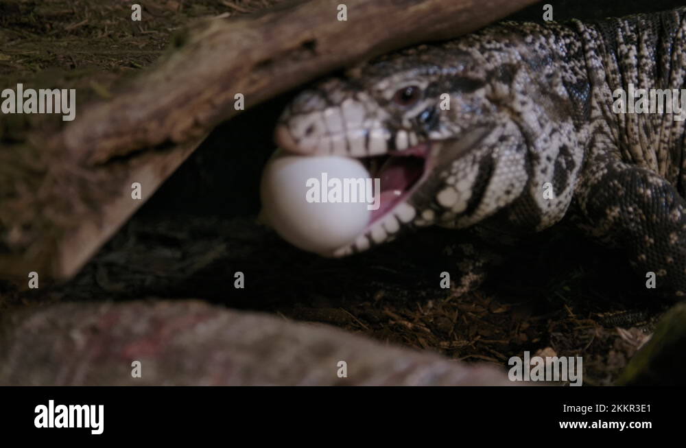 Chicken eating egg Stock Videos & Footage - HD and 4K Video Clips - Alamy