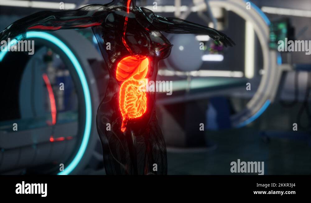 human digestive system anatomy exam in laboratory Stock Video Footage ...