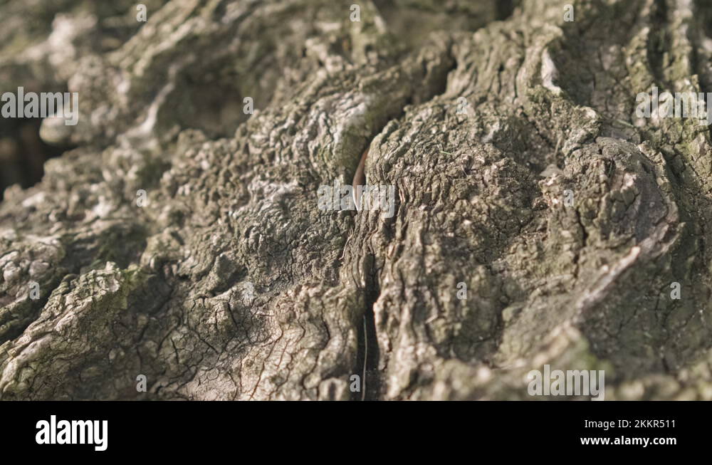 Details in veins Stock Videos & Footage - HD and 4K Video Clips - Alamy