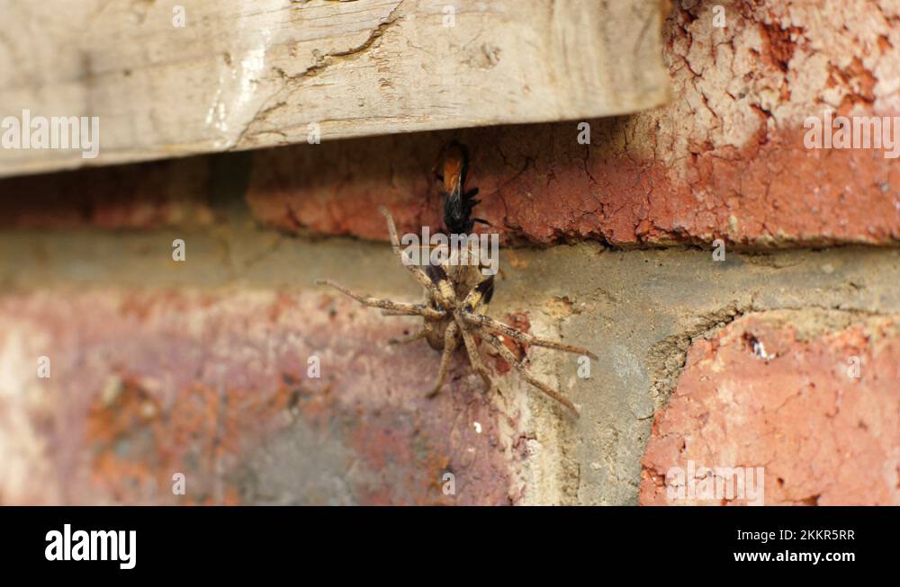 Spider nest wall Stock Videos & Footage - HD and 4K Video Clips - Alamy