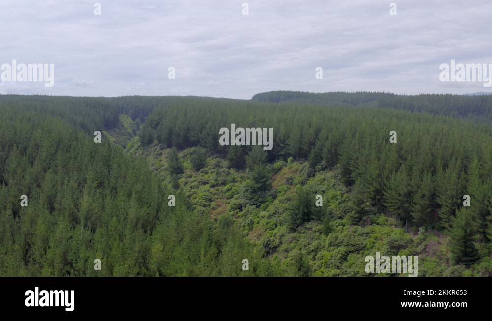 Forest green man made nature Stock Videos & Footage - HD and 4K Video ...