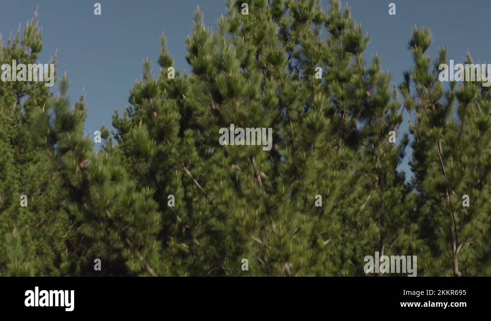 Oxygen from tree Stock Videos & Footage - HD and 4K Video Clips - Alamy