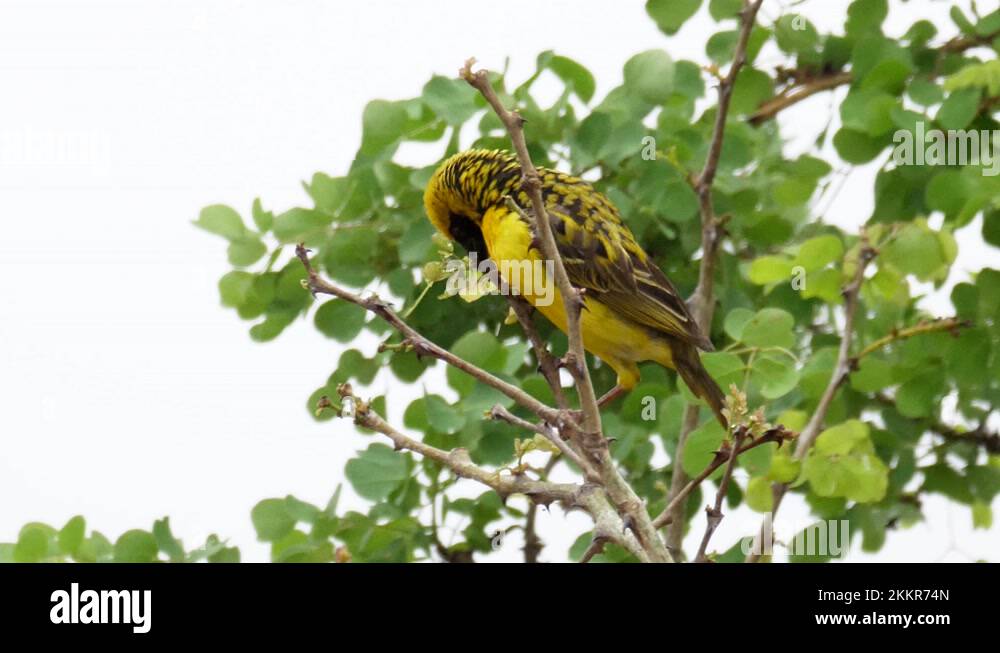 Prunes tree Stock Videos & Footage - HD and 4K Video Clips - Alamy