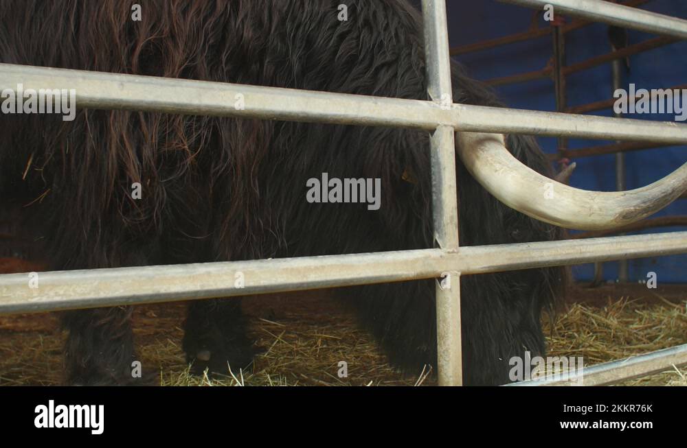 Powerful bull big horns Stock Videos & Footage - HD and 4K Video Clips ...