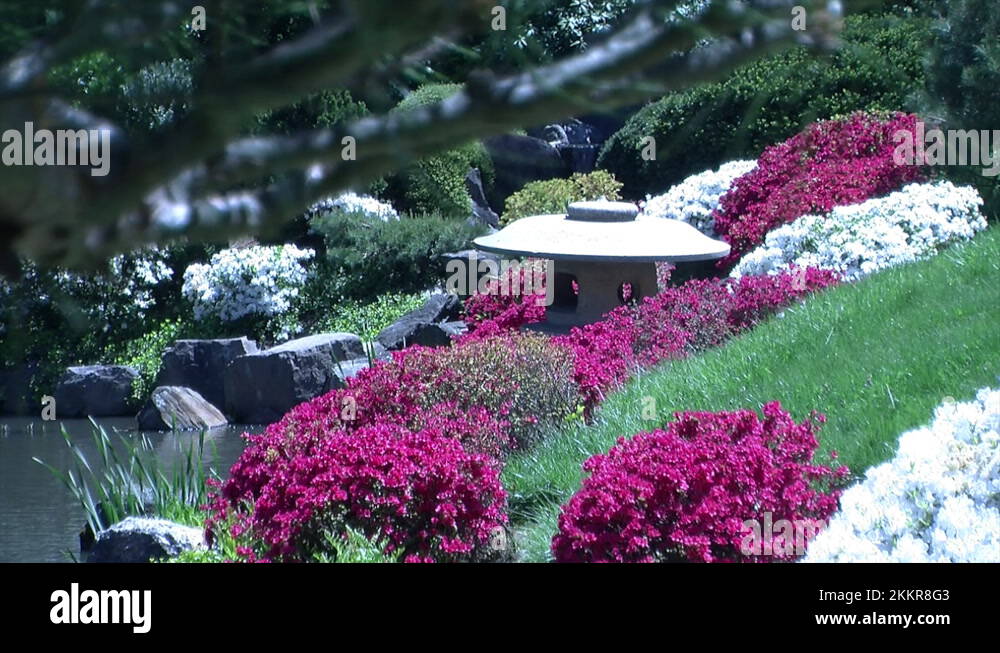 Snow azalea Stock Videos & Footage - HD and 4K Video Clips - Alamy