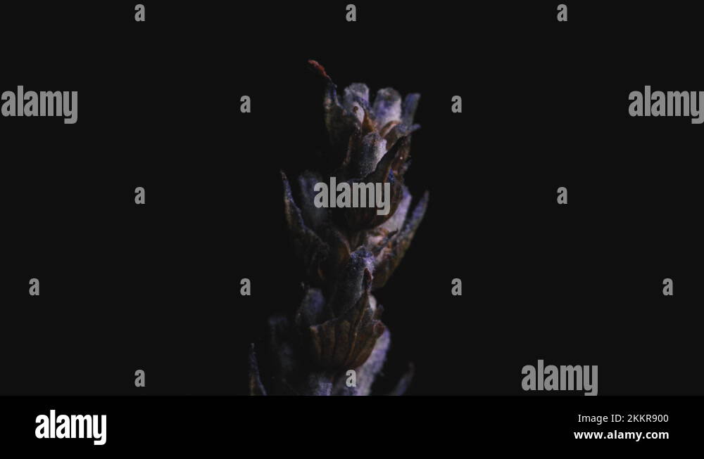 Faint love Stock Videos & Footage - HD and 4K Video Clips - Alamy