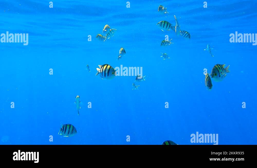 School of fish swim under surface in the blue water. Underwater life on ...