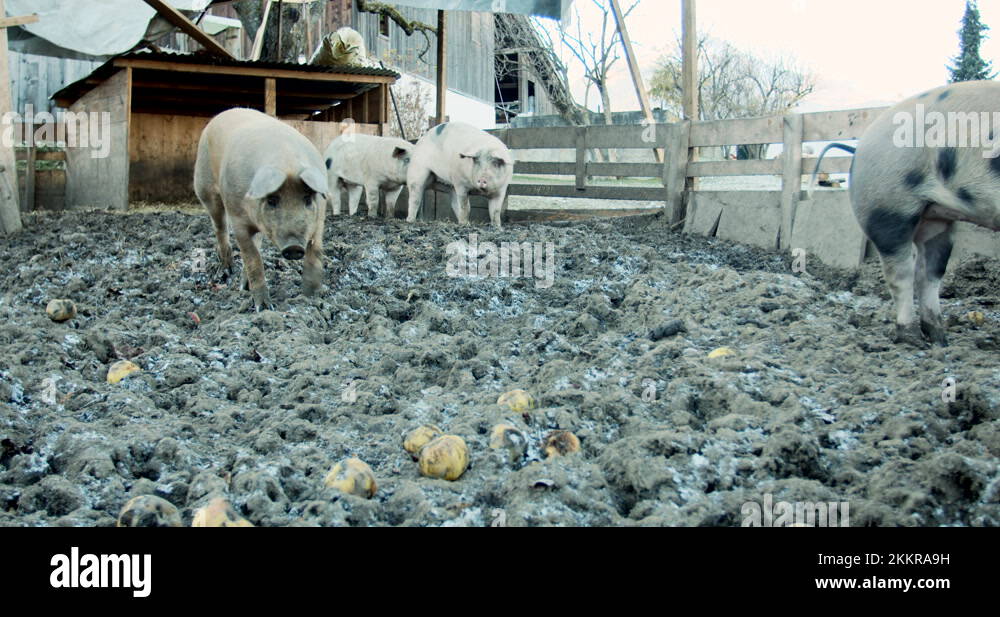 Pink pig Stock Videos & Footage - HD and 4K Video Clips - Alamy